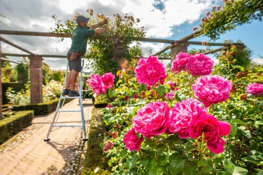 david austin when to prune roses
